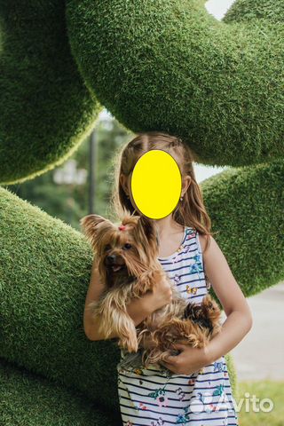 Отдам в хорошие руки кота, собаку, морскую свинку