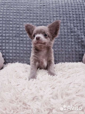 Чихуахуа минюшка девочка