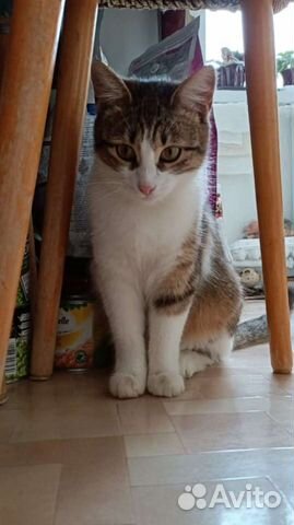 Котёнок девочка Зефирка ищет дом