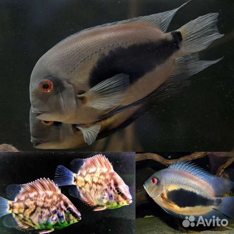 Малёк уару клинопятнтстого