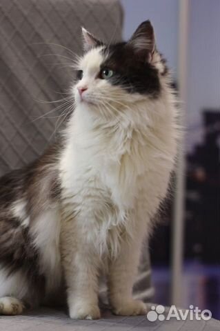 Маняша в добрые руки