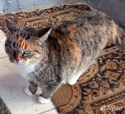 Люсенька ищет дом