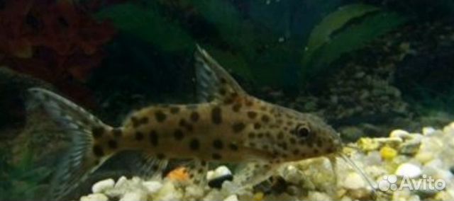 Синодонтис сом далматинец бесплатно