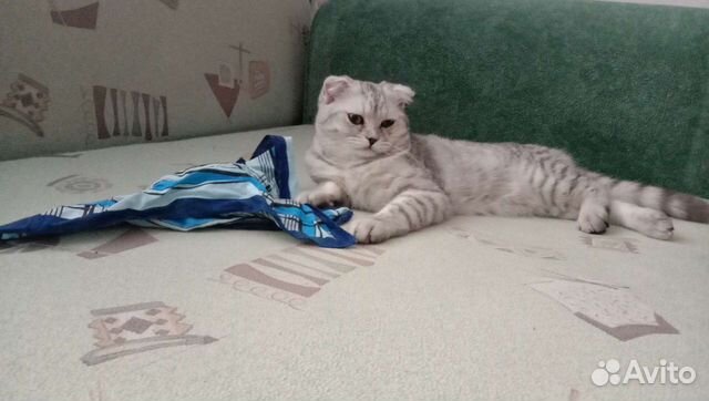 Животные