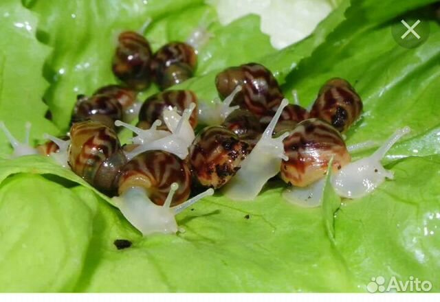 Улитки ахатины за 10 р. штука