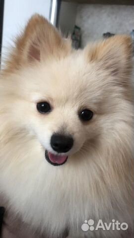 Ищем невесту/вязка