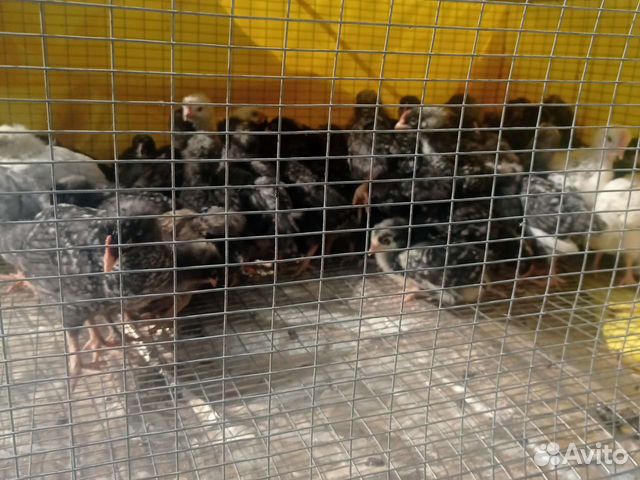 Цыплята подрощенные