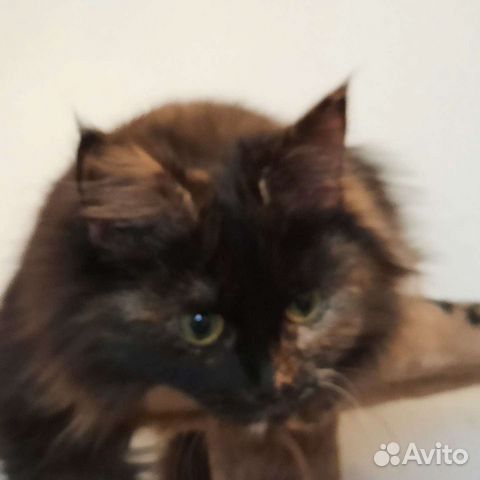Кошки в добрые руки бесплатно
