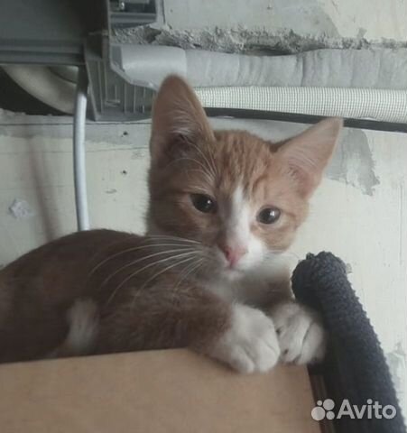 Ласковые котята мальчики 4,5 месяца в добрые руки