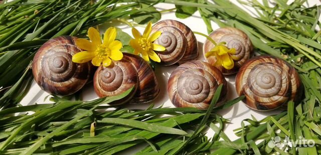 Виноградная улитка