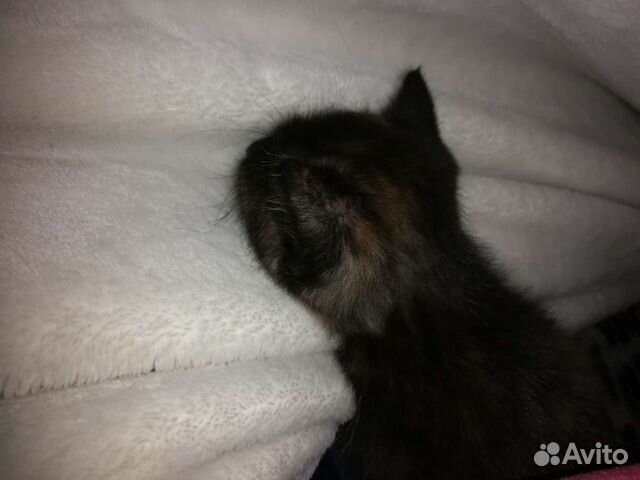 Котенок в добрые руки