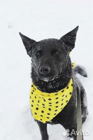 Молодой чёрный пёсик из приюта