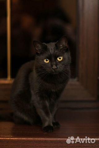 Черный котик Генрих ищет дом