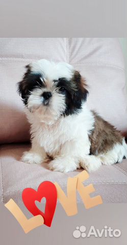 Щенки Ши-тцу 2мес