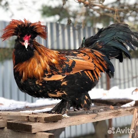 Цыплята Павловские золотистые куры - инк. яйцо