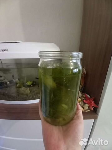 Роголистник обмен