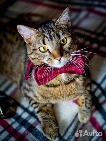 Котик Ганс в дар