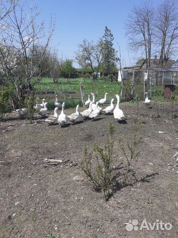 Гусь породы линда