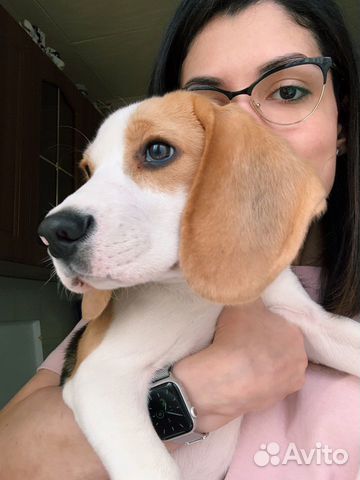 Отдам в добрые руки бигля 5 месяцев