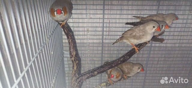 Зебровые амадины 3 мальчика 7 девочек