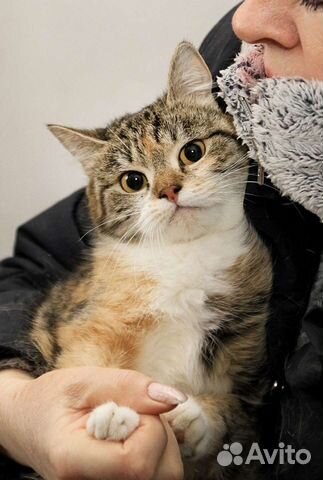 Маленькая кошка Масяна очень ждёт дом