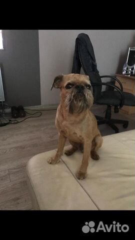 Брюссельский гриффон