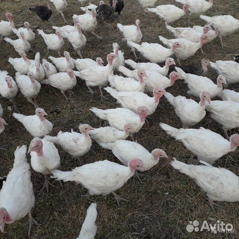 Индюшата 2-месяца (с доставкой по ро)