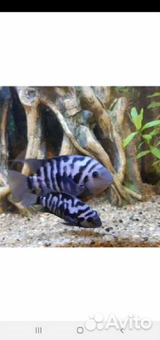 Аквариумные рыбки цихлиды