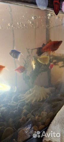 Аквариумные рыбки