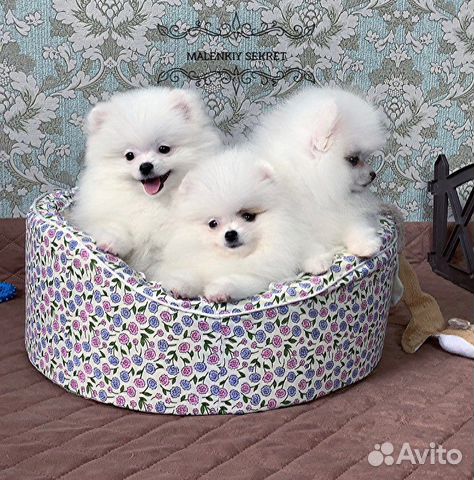 Малышки померанки
