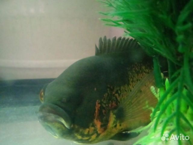 Астронотус глазчатый