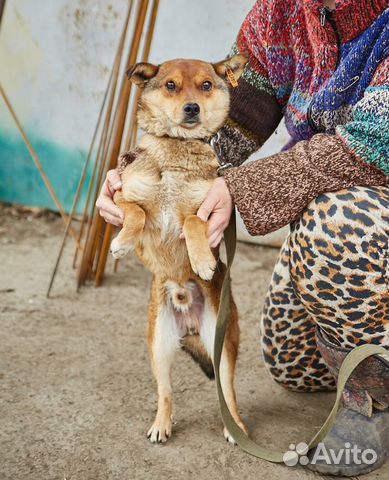 Ищет дом мелкий пёсик Жанник