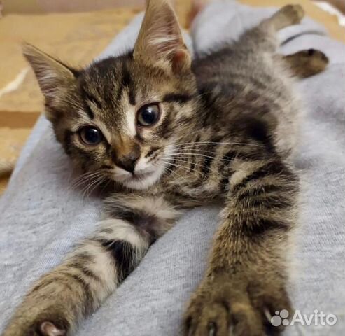 Кошка