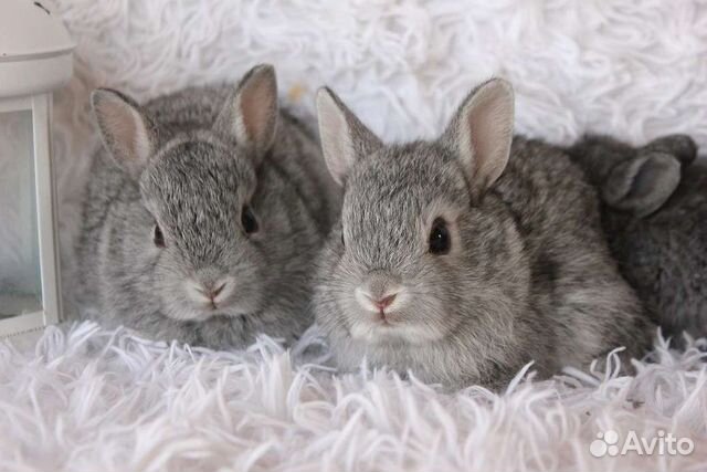 Шиншилловые мини-зайчики
