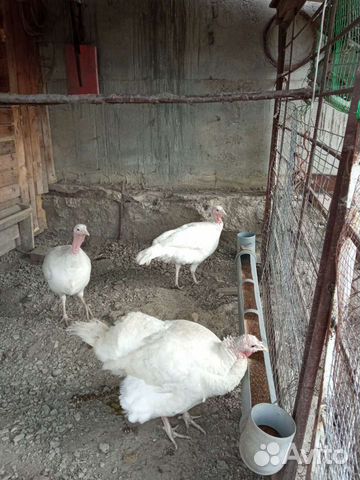 Индюшки, гуси, петухи