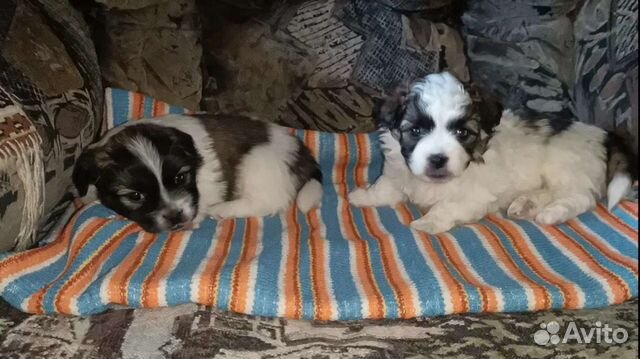 Для любителей маленькой породы