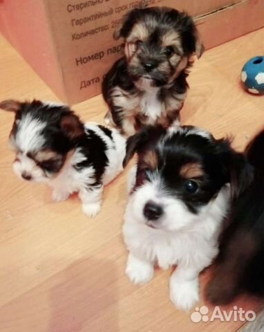 Щенки бивера