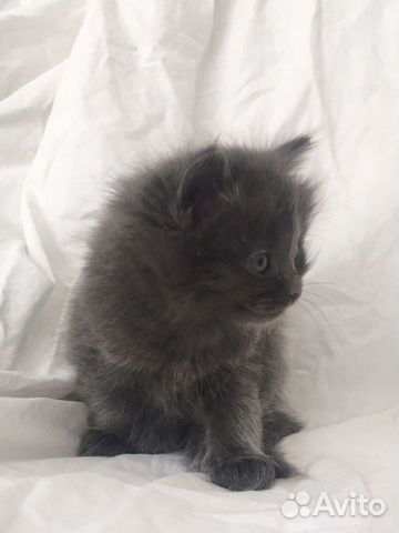 Котята, метисы Тайской и Русской Голубой