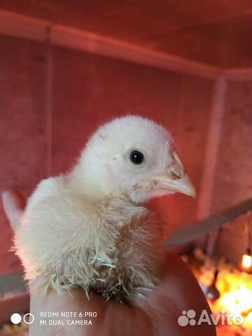 Цыплята бройлеры росс 308