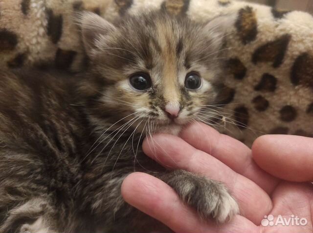 Котёнок