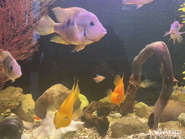 Продам рыб