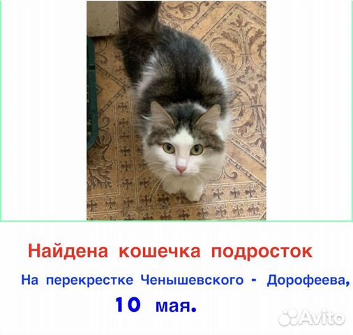 Наден котенок девочка 6 мес
