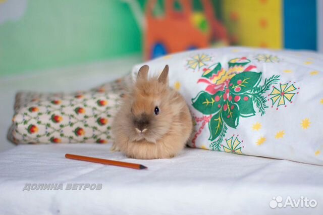 Яркий карликовый кролик