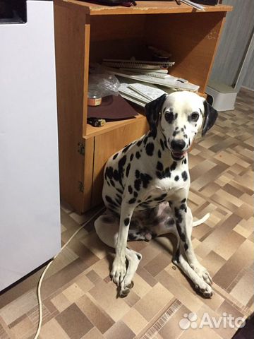 Долматинец вязка