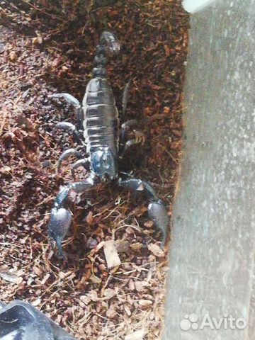 Скорпион heterometrus petersi