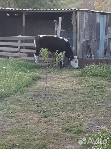 Корова на мясо