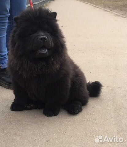 Щенок Чау-чау