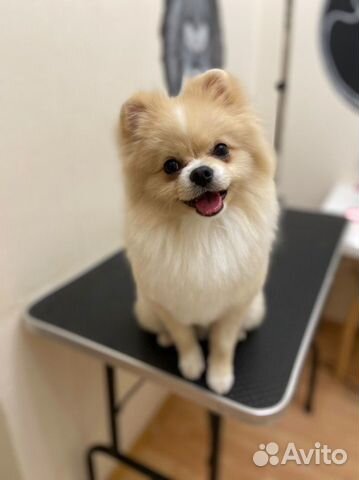 Шпиц немецкий малый вязка