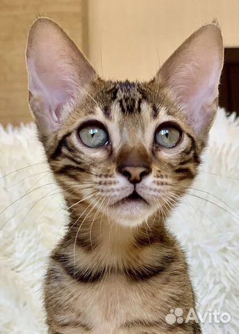 Котенок саванна