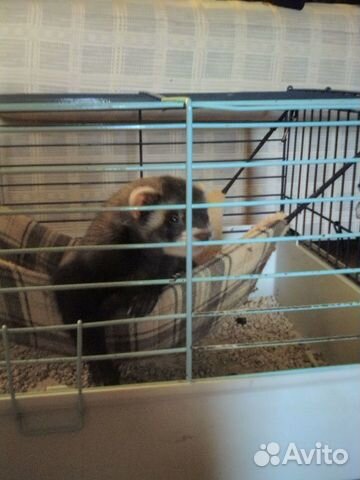 Продажа хорь